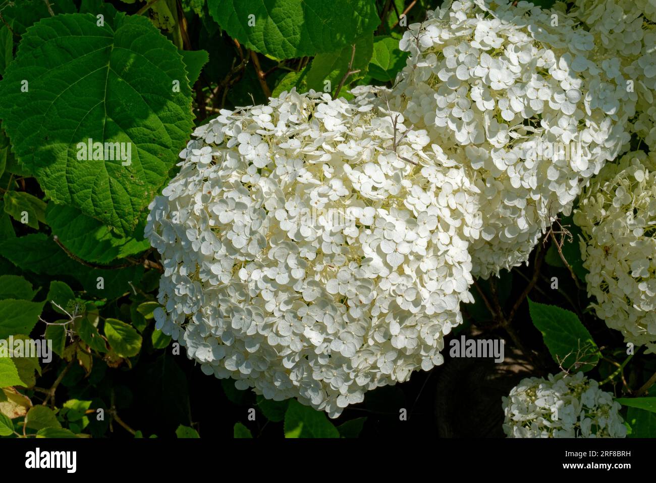 Huge clusters hi-res stock photography and images - Alamy