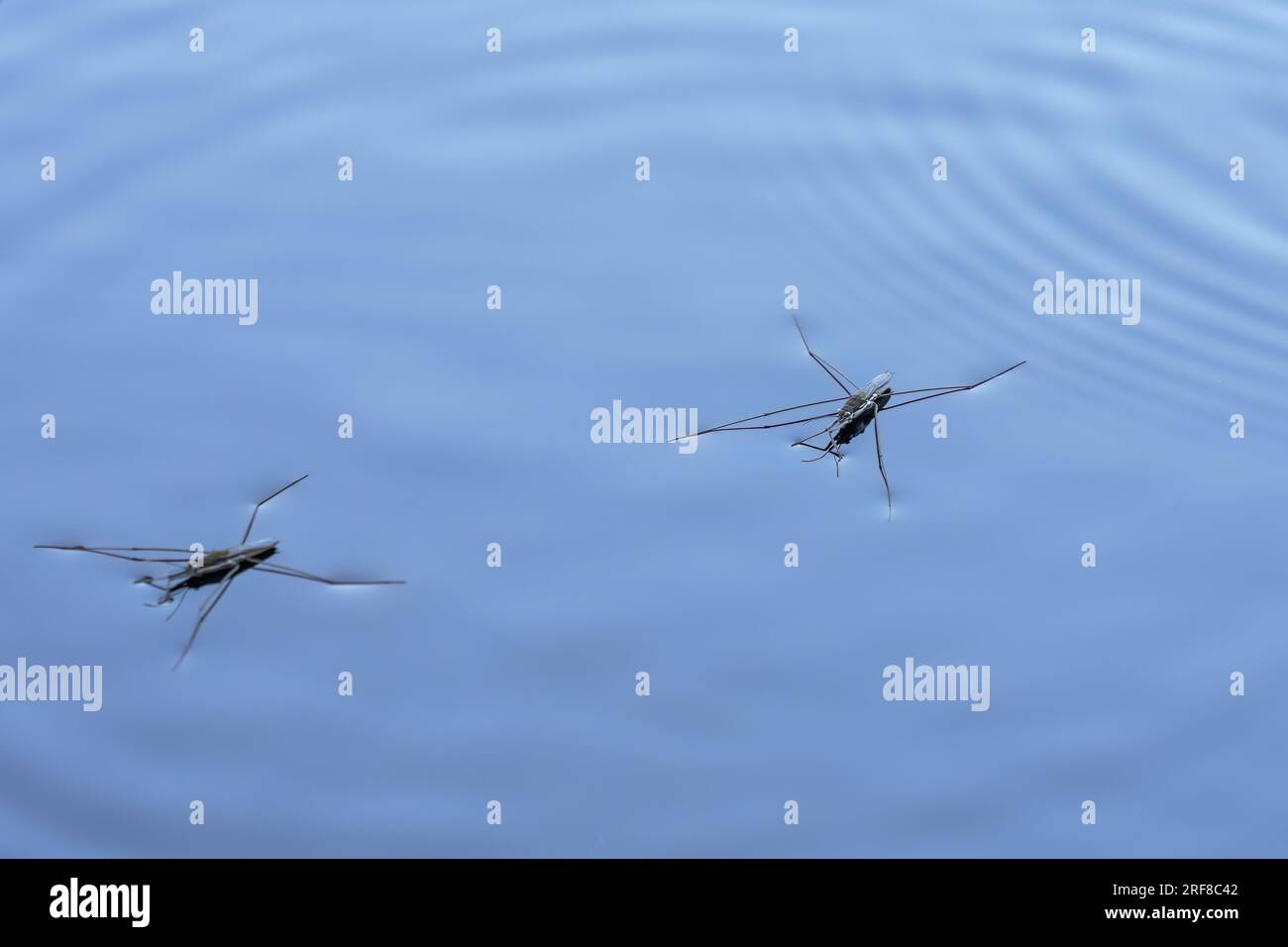 Water striders (Gerridae species ) on lake surface, close up Stock ...
