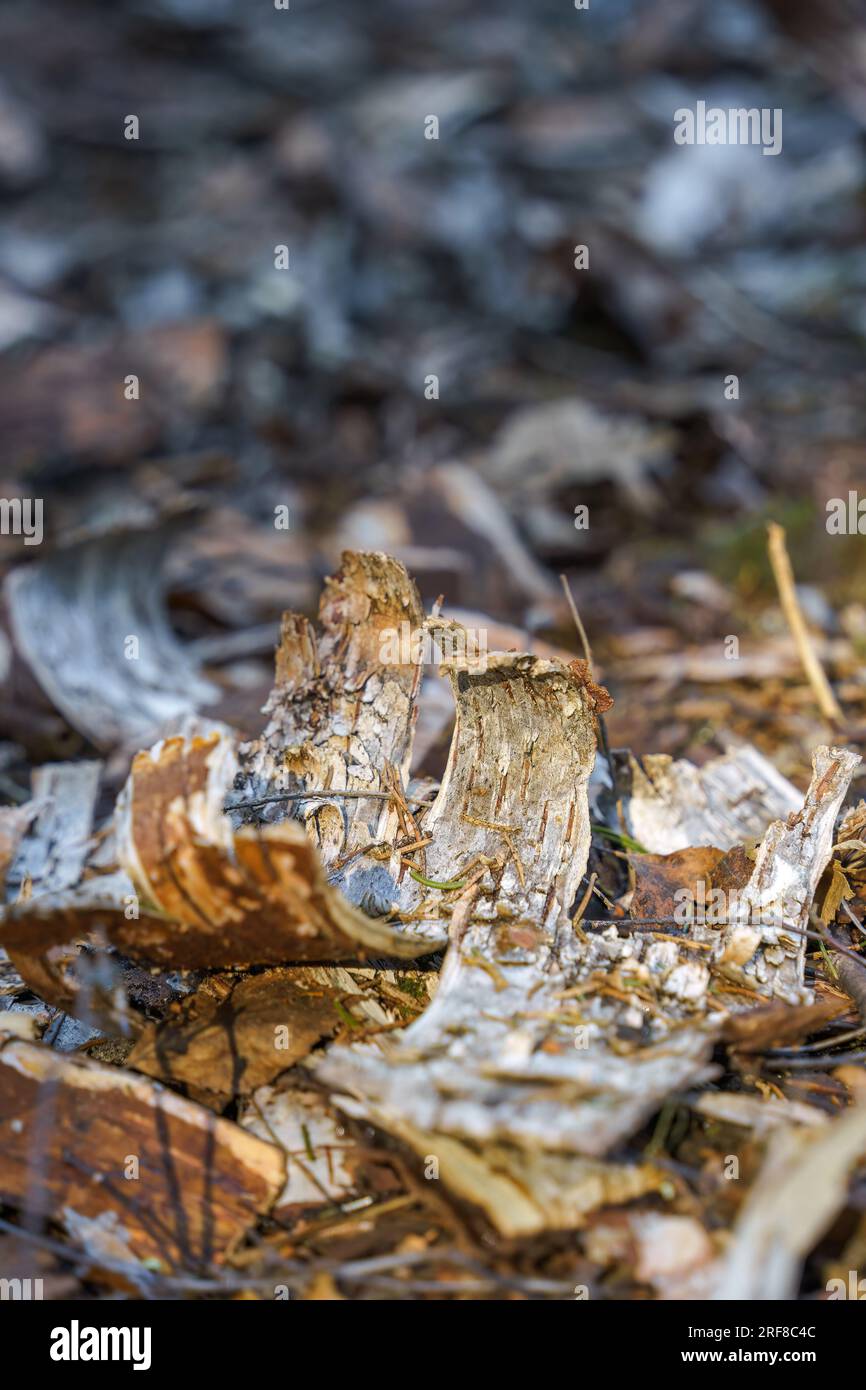 Birch tree bark on a forest floor in Finland Stock Photo - Alamy