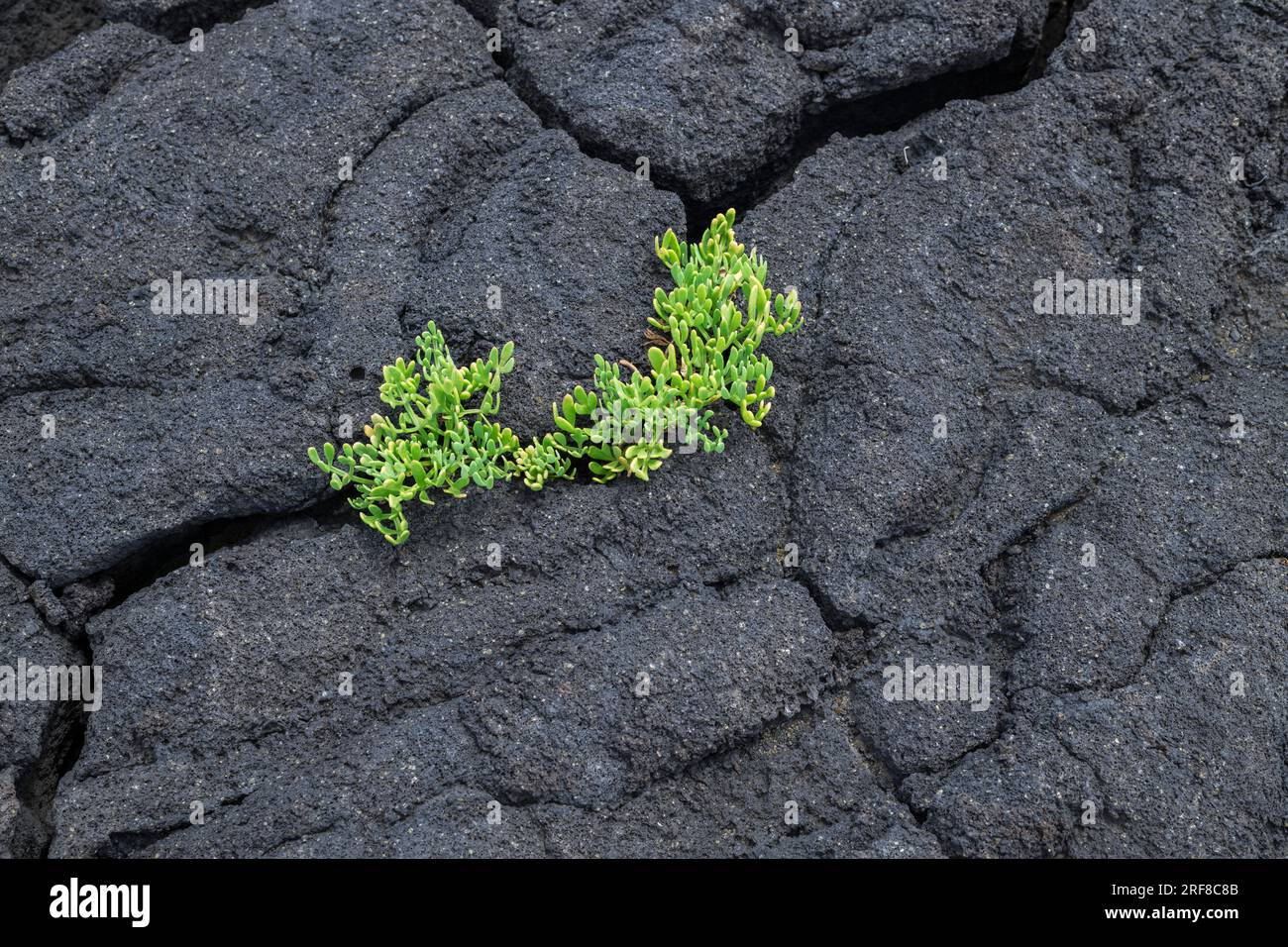 The first vegetation on a cooled lava field. The volcanic island of ...
