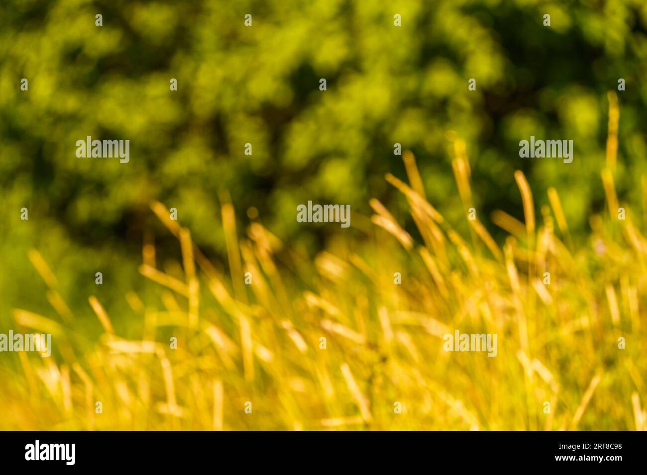 Yellow and green out of focus nature background Stock Photo - Alamy