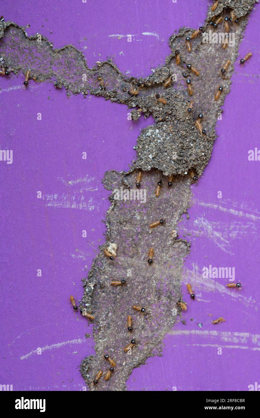 Termites workers recovering tunnel on house wall Stock Photo - Alamy