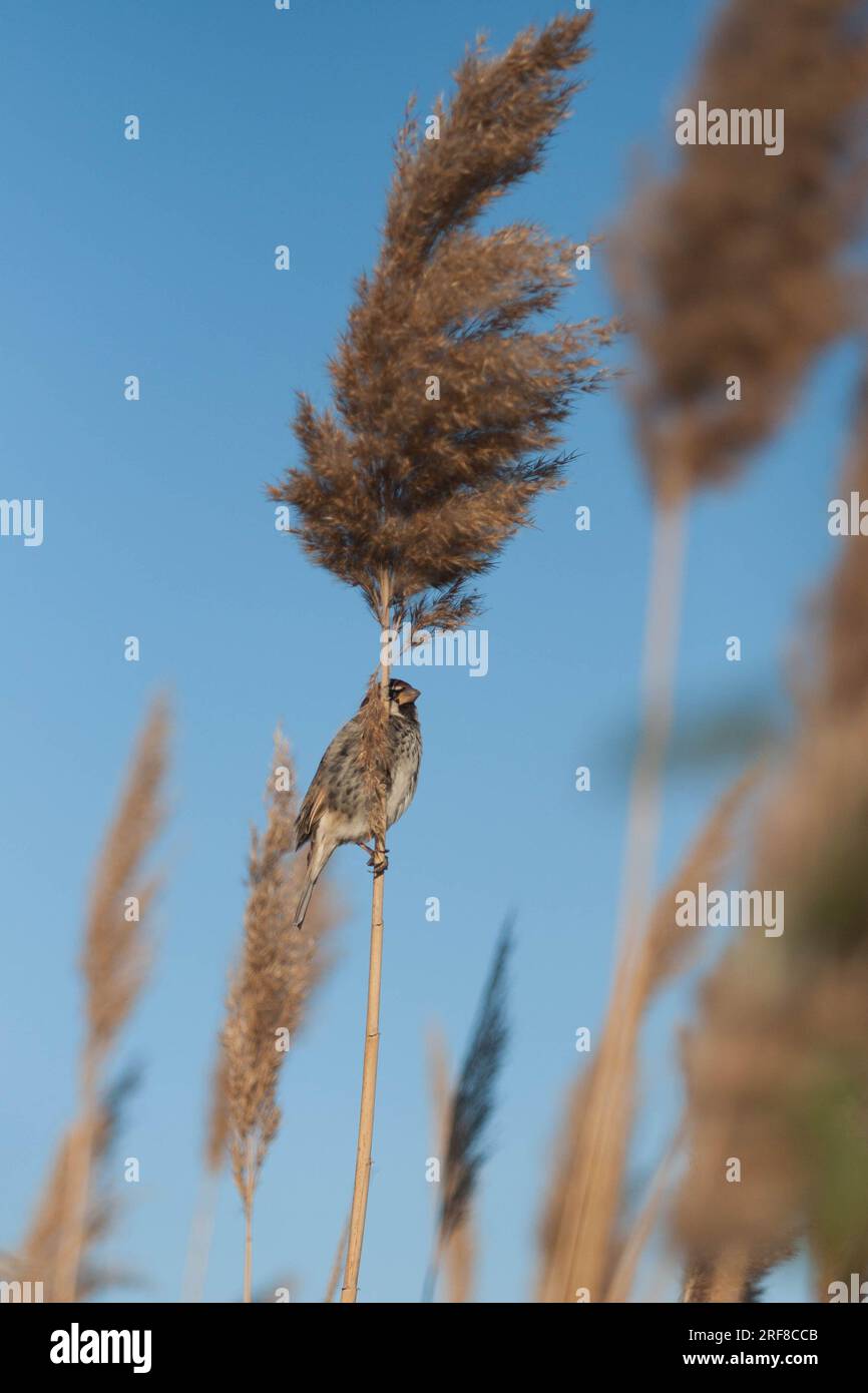 Little bird standing still Stock Photo - Alamy