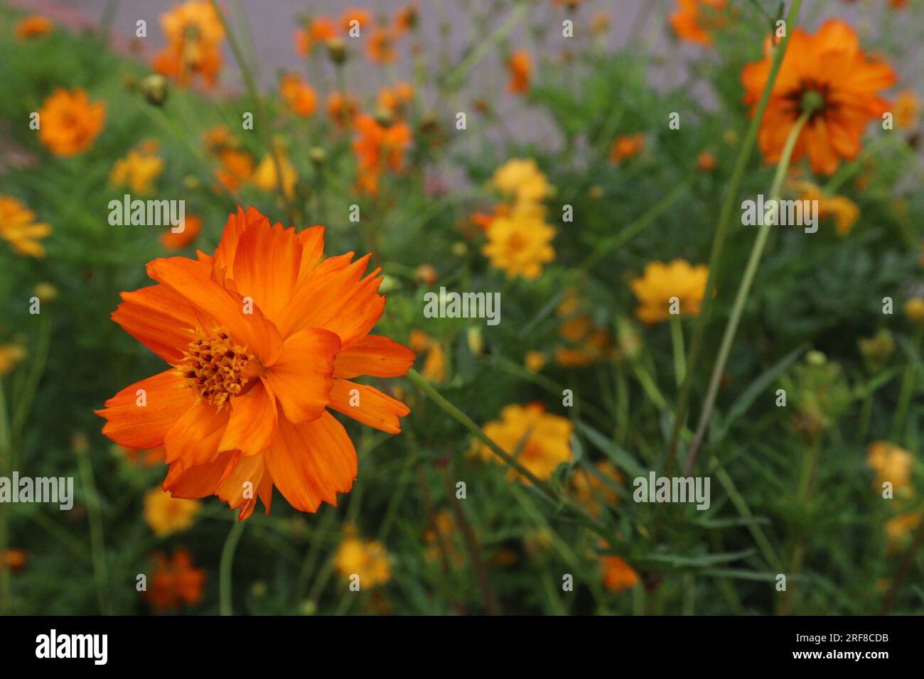 Sulfur cosmos flower plant on farm for harvest are cash crops Stock ...