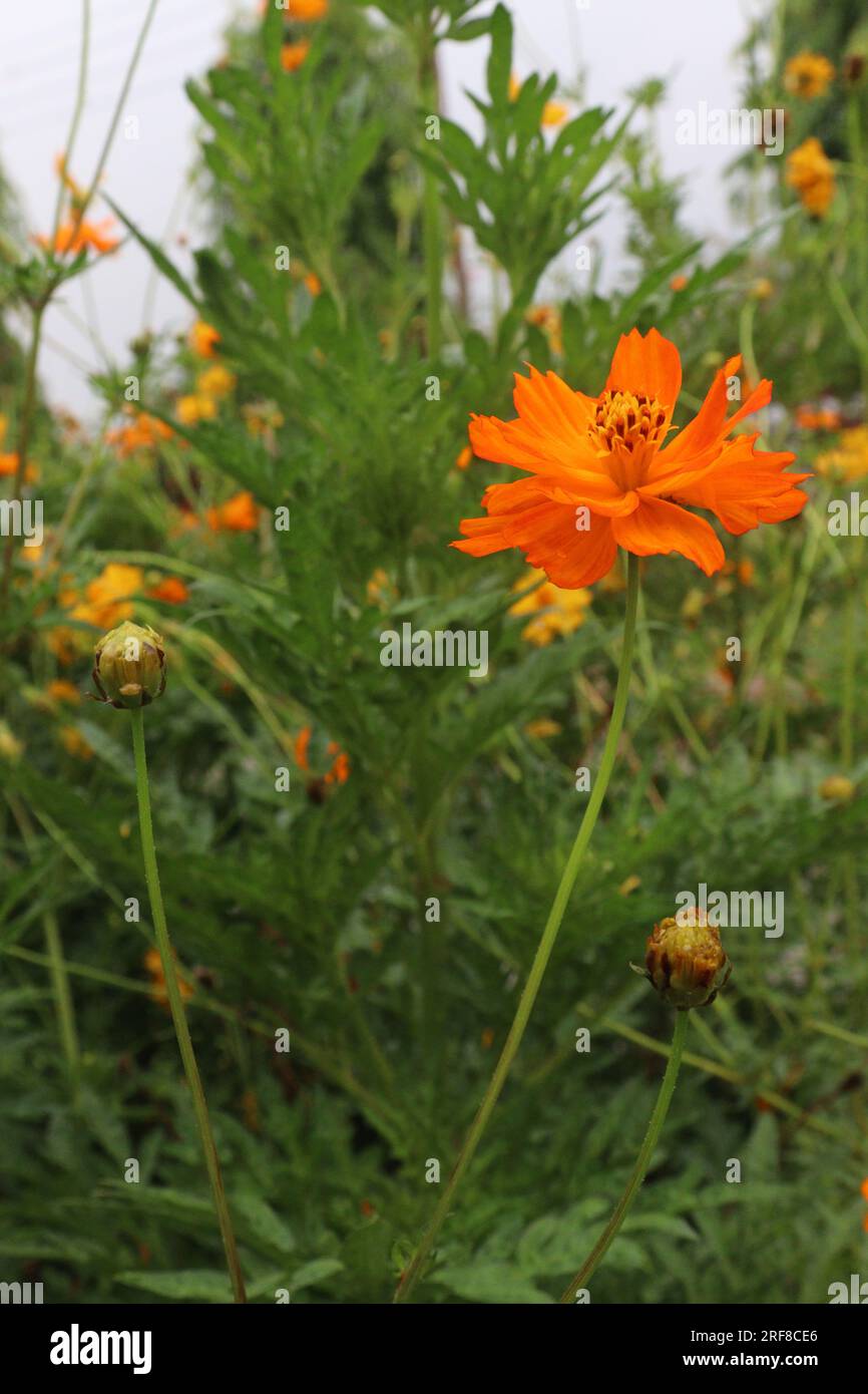 Sulfur cosmos flower plant on farm for harvest are cash crops Stock ...