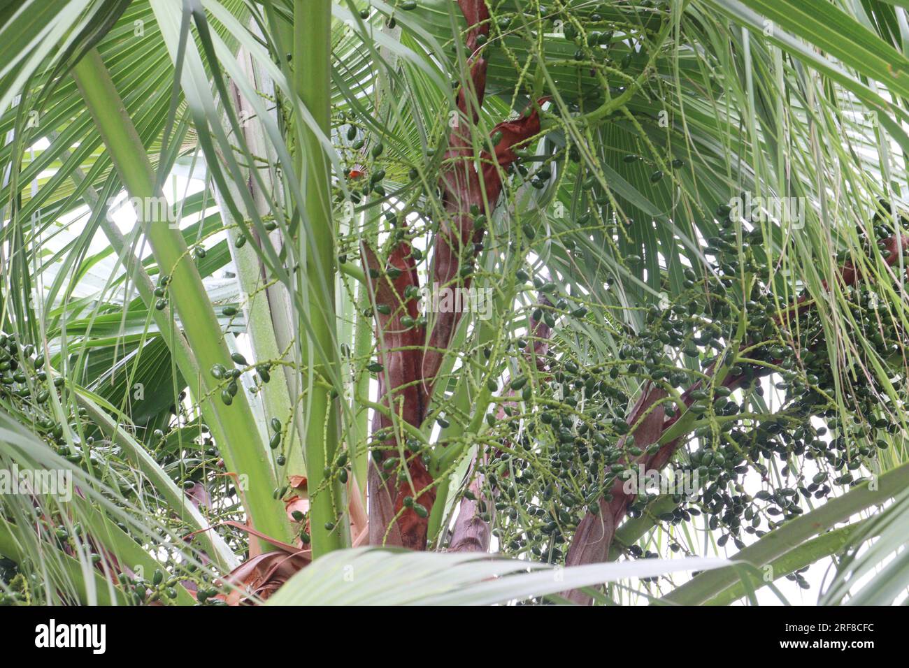 Anahaw tree hi-res stock photography and images - Alamy