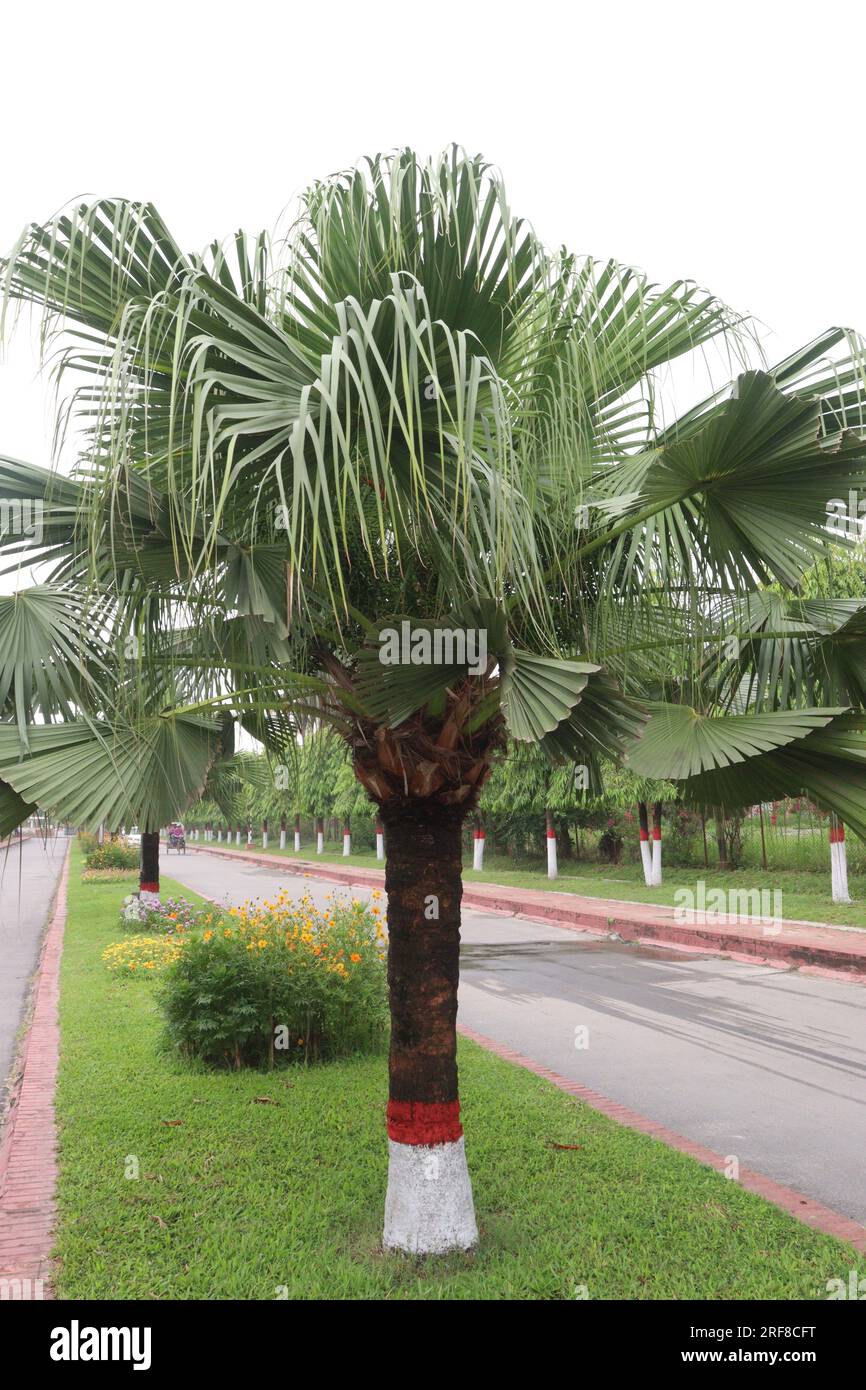 Anahaw tree hi-res stock photography and images - Alamy