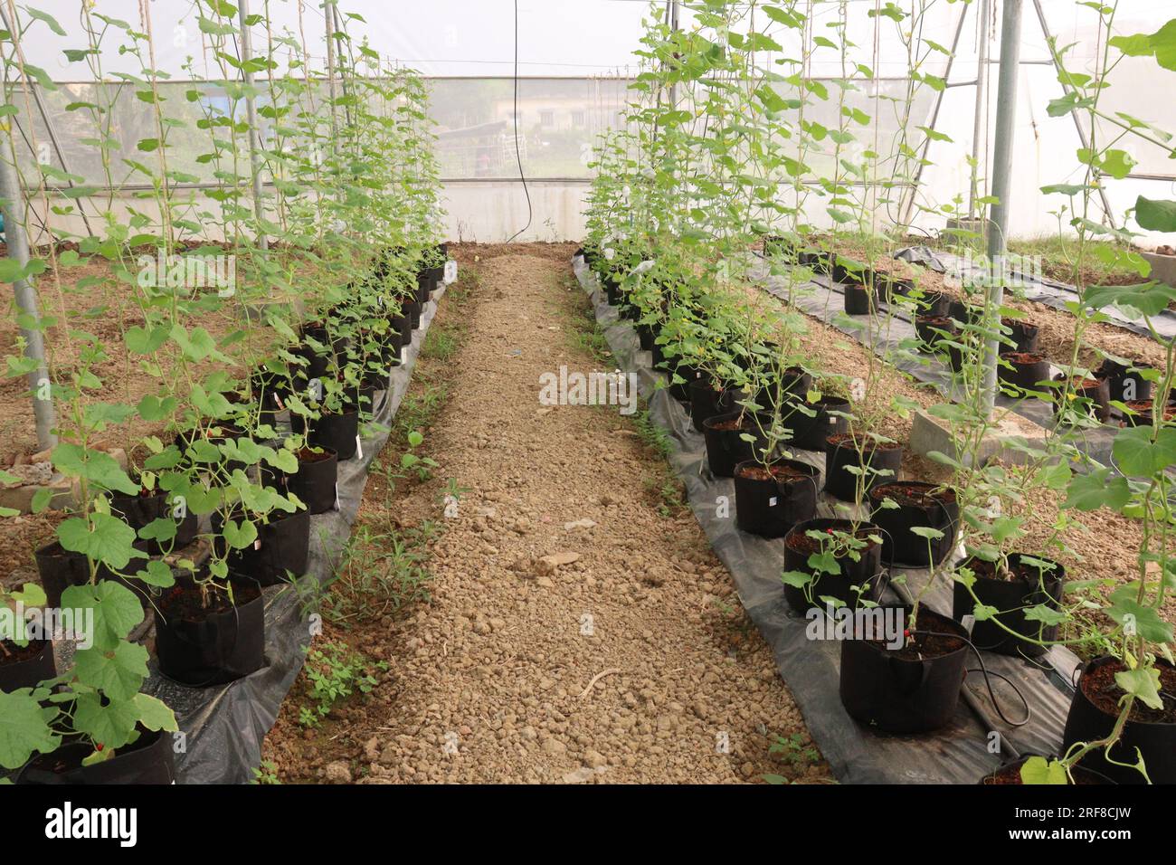 Little melon tree in hydroponic system on farm for harvest are cash ...