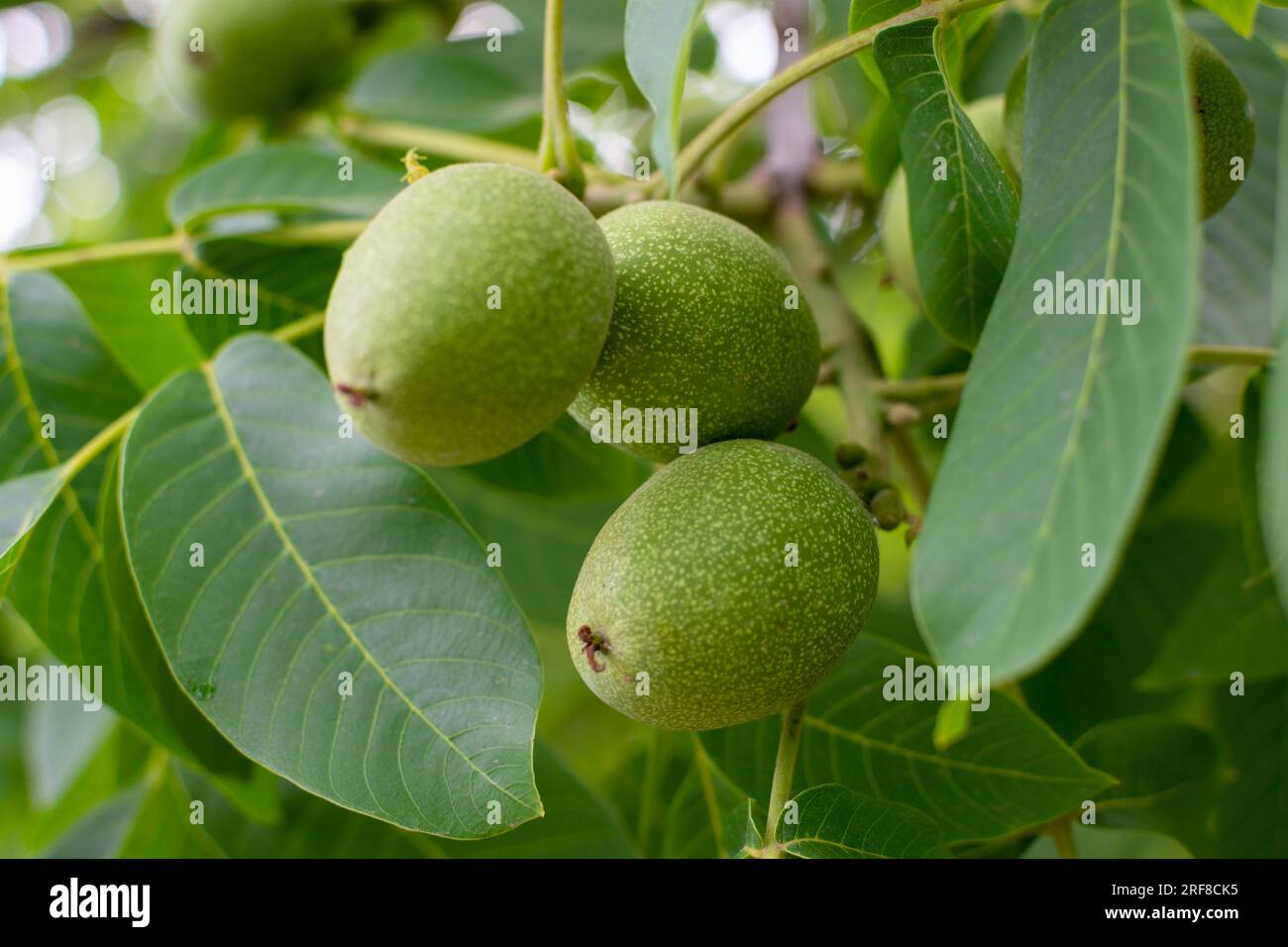 Three fresh walnut on hi-res stock photography and images - Alamy