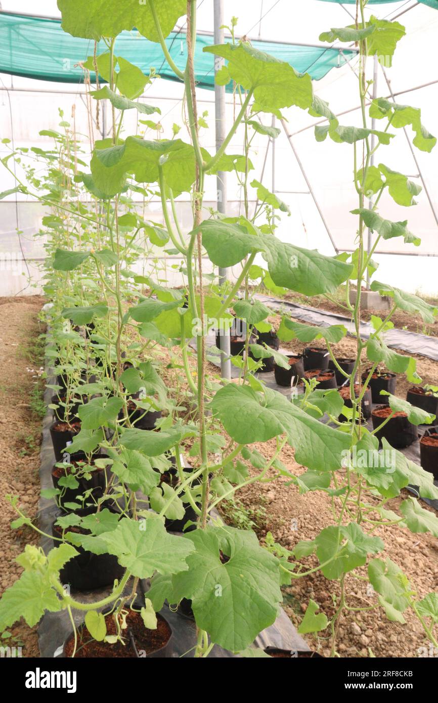 Little melon tree in hydroponic system on farm for harvest are cash ...