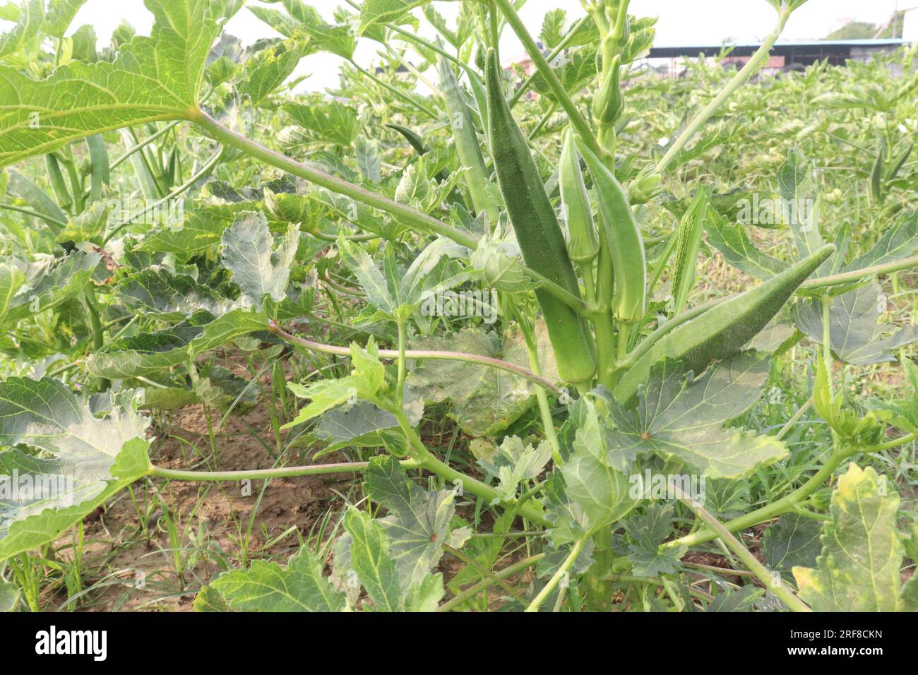 Okra also called lady finger on tree in farm for harvest are cash crops ...