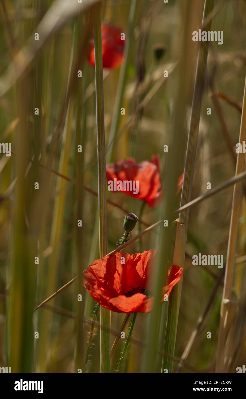 Three corn poppies (Papaver rhoeas) within a grain field Stock Photo ...
