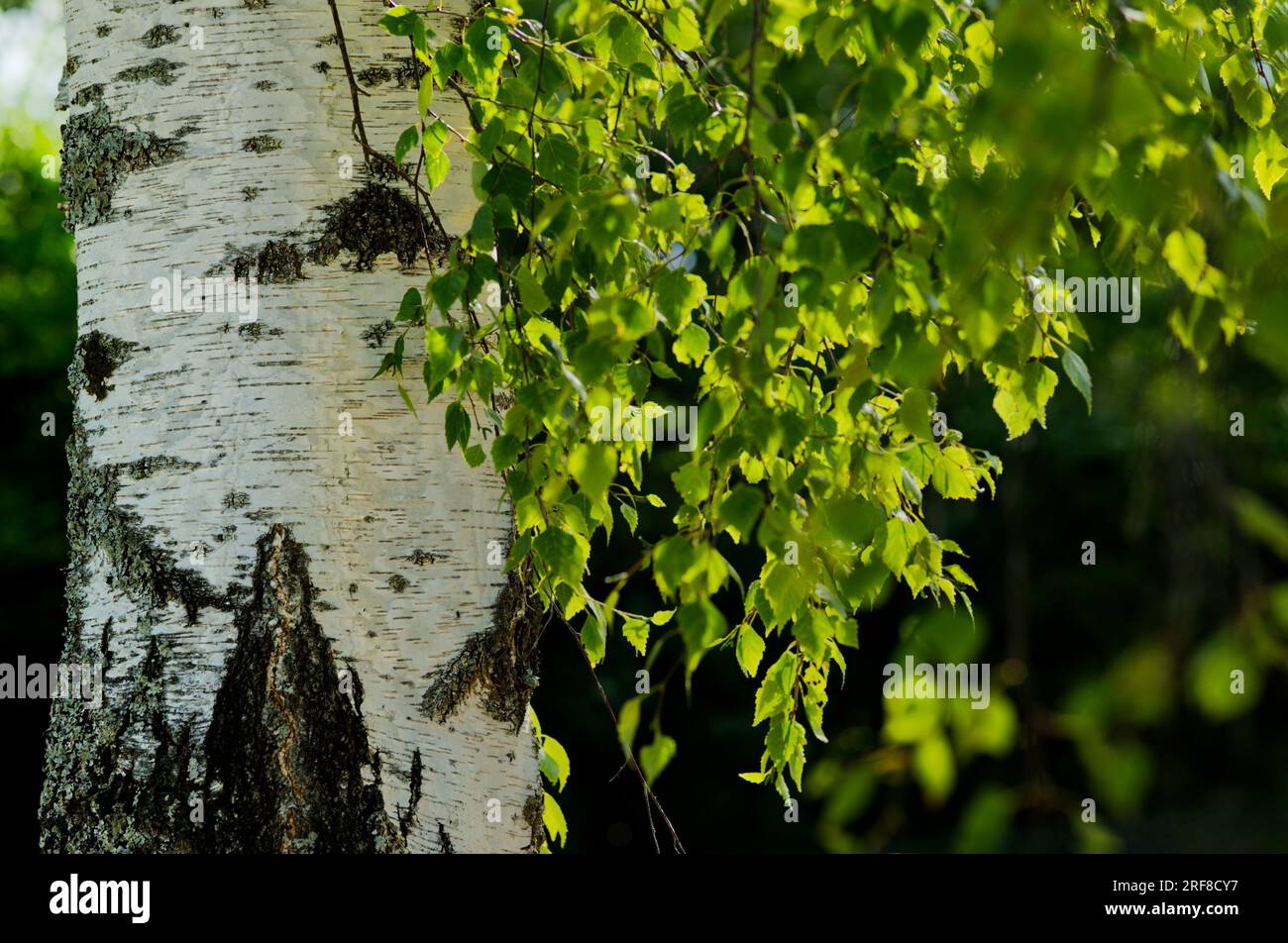 Birch tree pattern hi-res stock photography and images - Alamy