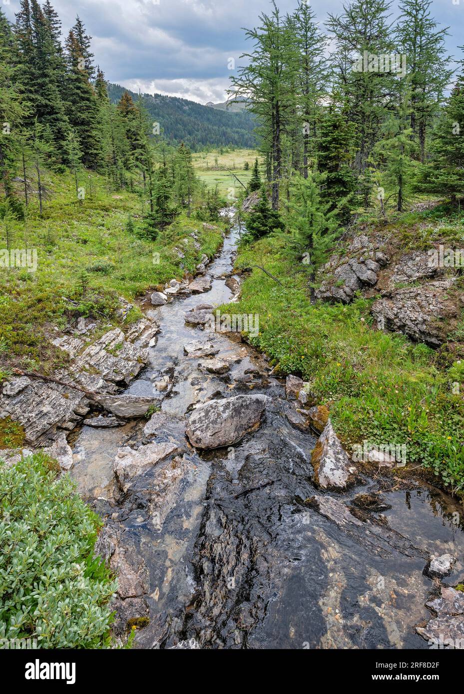 Small creek in the high elevation of Sunshine Meadows in Mount ...