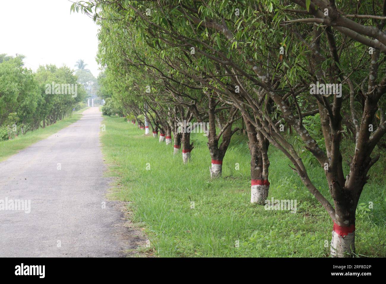 Cinnamomum harvest hi-res stock photography and images - Alamy