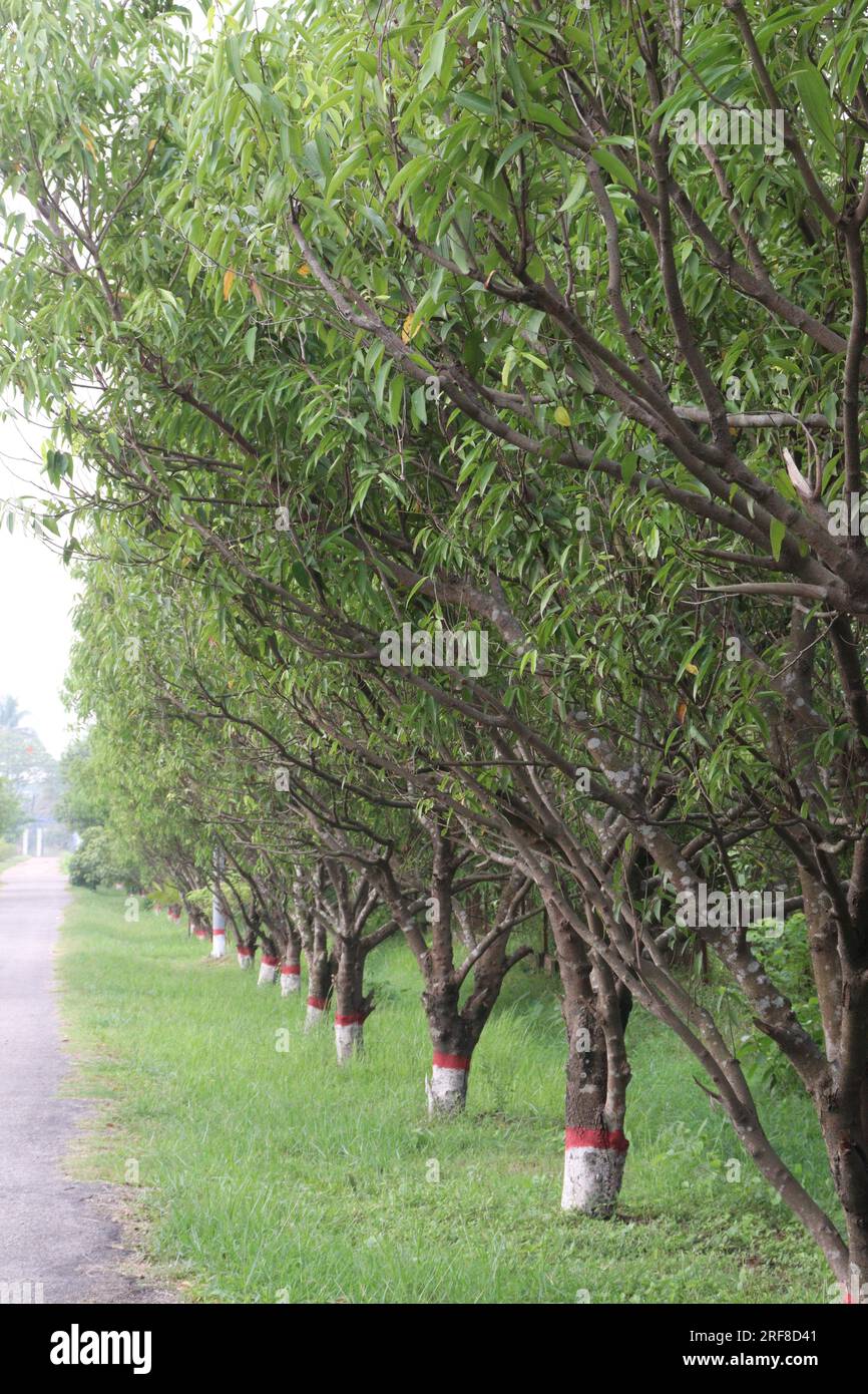 Cinnamomum osmophloeum spice tree plant on farm for harvest are cash ...