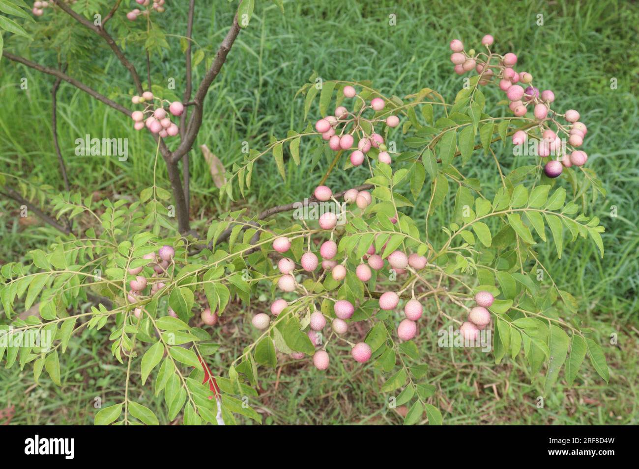 Curry berries hi-res stock photography and images - Alamy