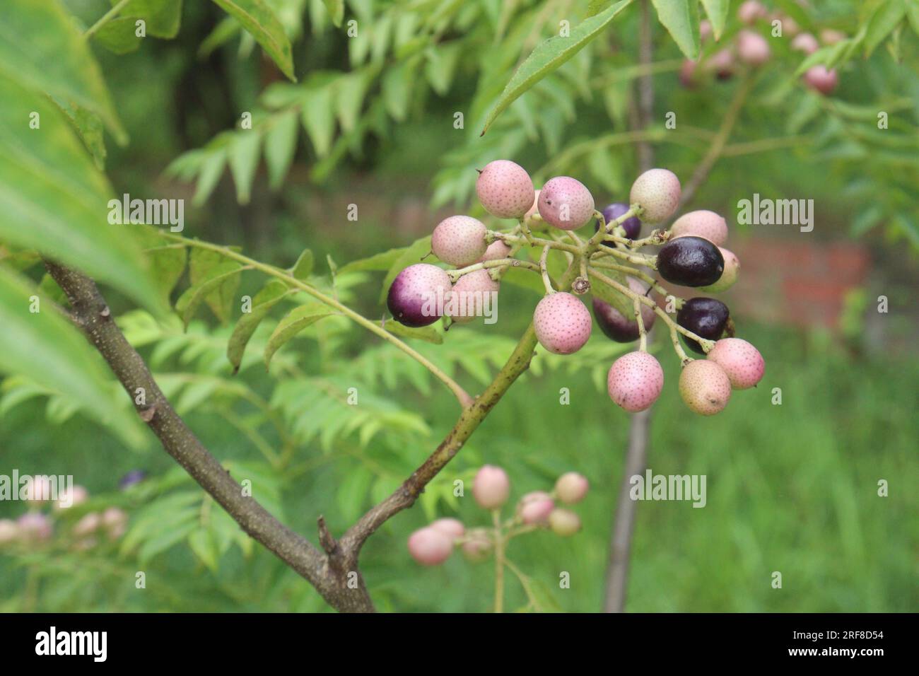 Curry berries hi-res stock photography and images - Alamy