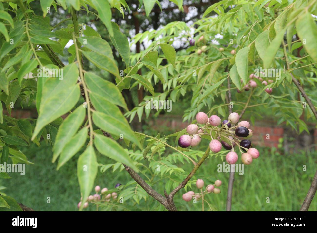 Curry berries hi-res stock photography and images - Alamy