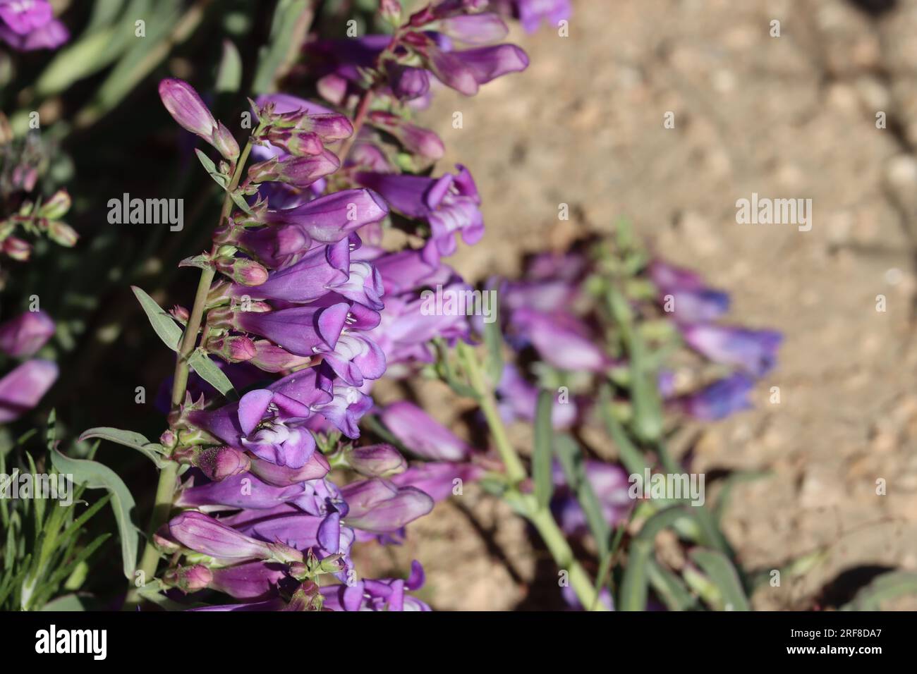 Royal Beardtongue, Penstemon Speciosus, a native perennial herb with ...