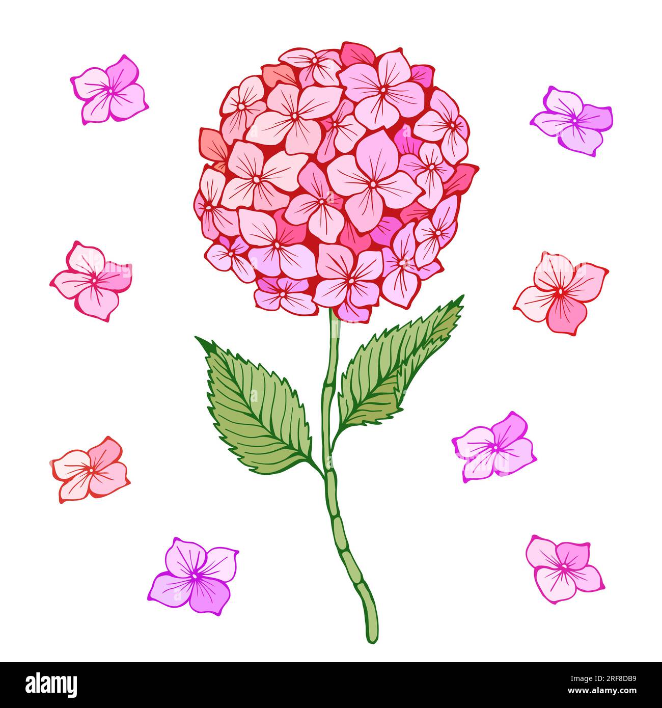 Hydrangea flower. Pink purple red petals, stem and leaves. Vector hand ...
