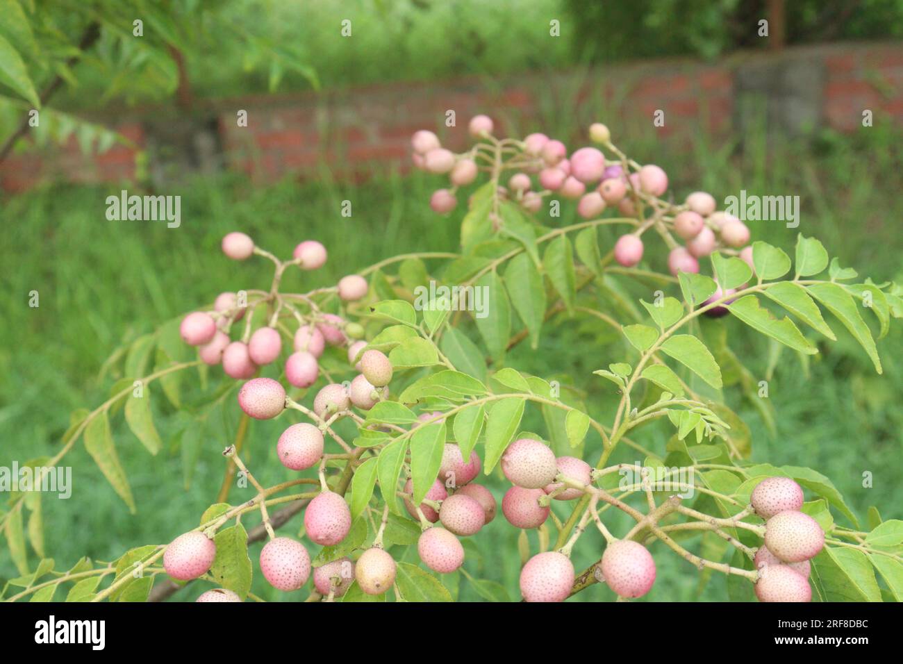 Curry berries hi-res stock photography and images - Alamy