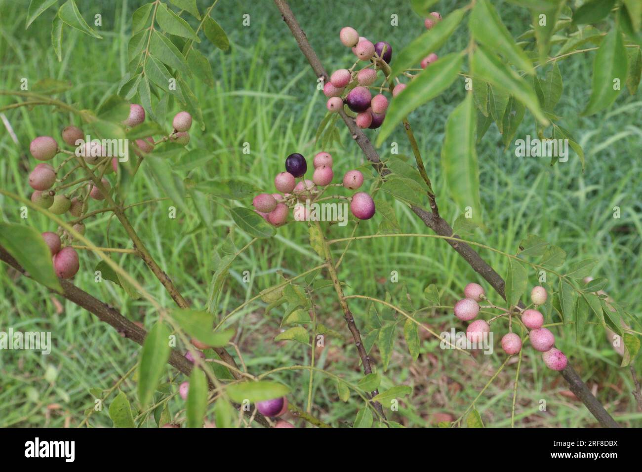 Curry Berries on tree in farm for harvest are cash crops Stock Photo ...