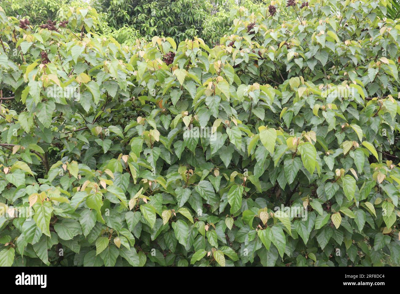 Annatto is an orange-red condiment and food coloring derived from the ...