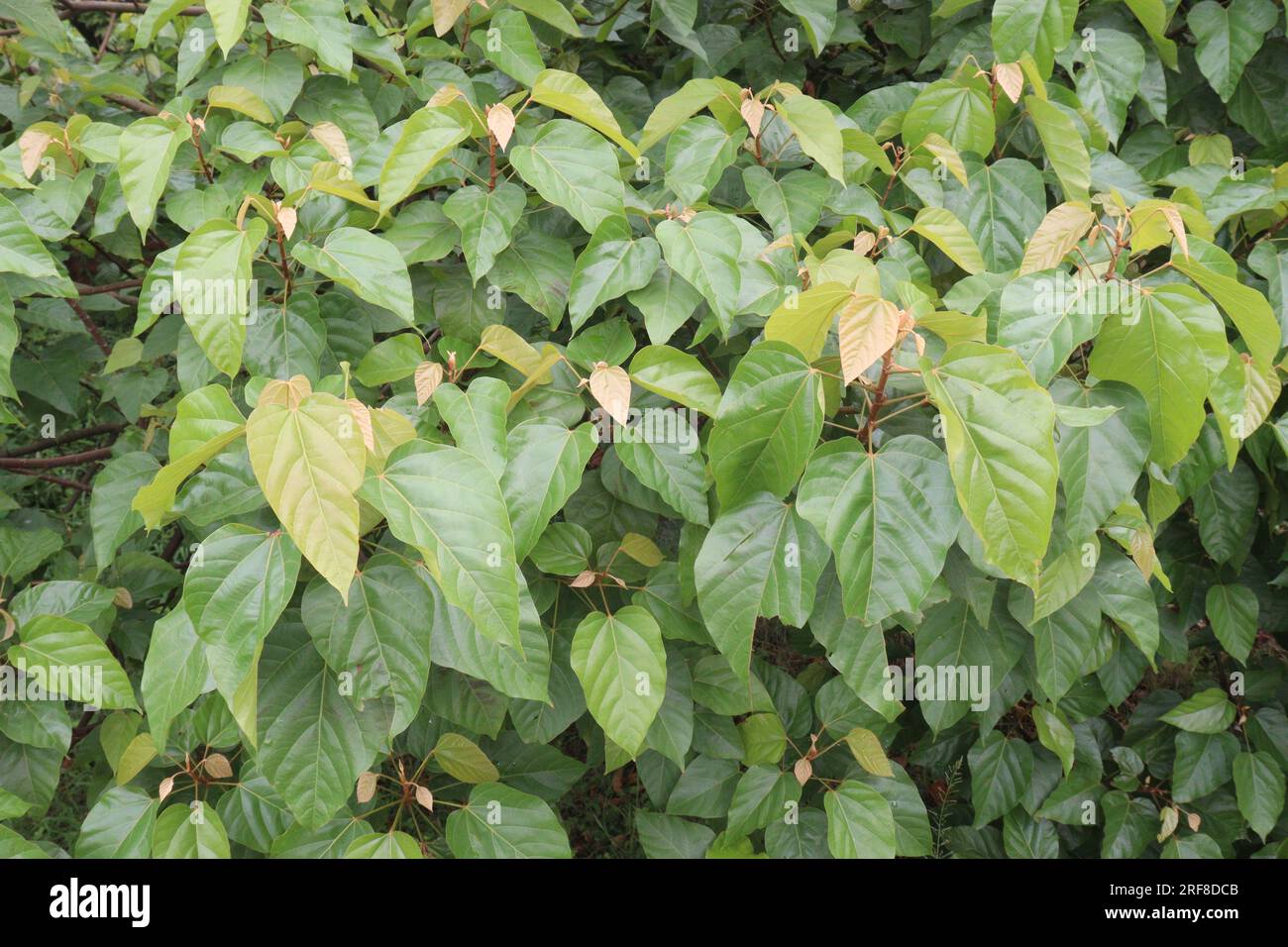 Annatto is an orange-red condiment and food coloring derived from the ...
