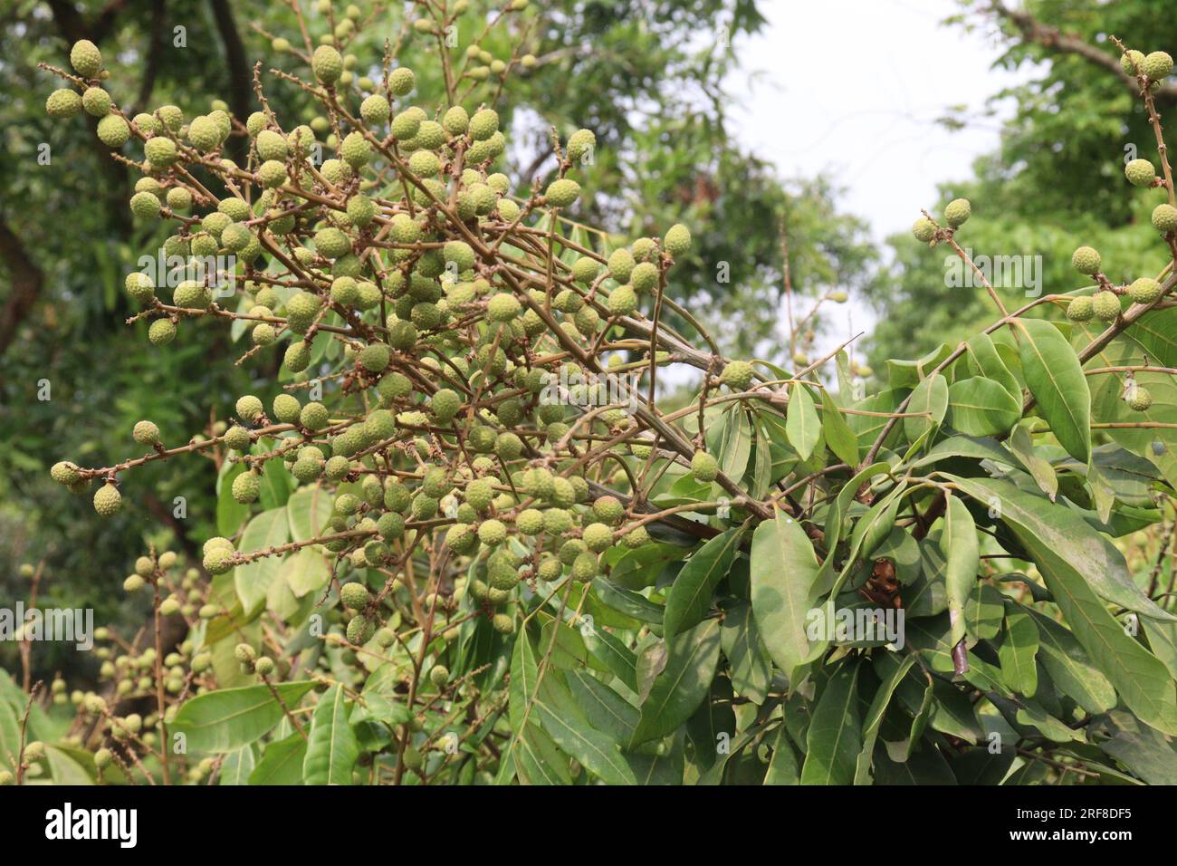 Longan fruit on tree in farm for harvest are cash crops Stock Photo - Alamy