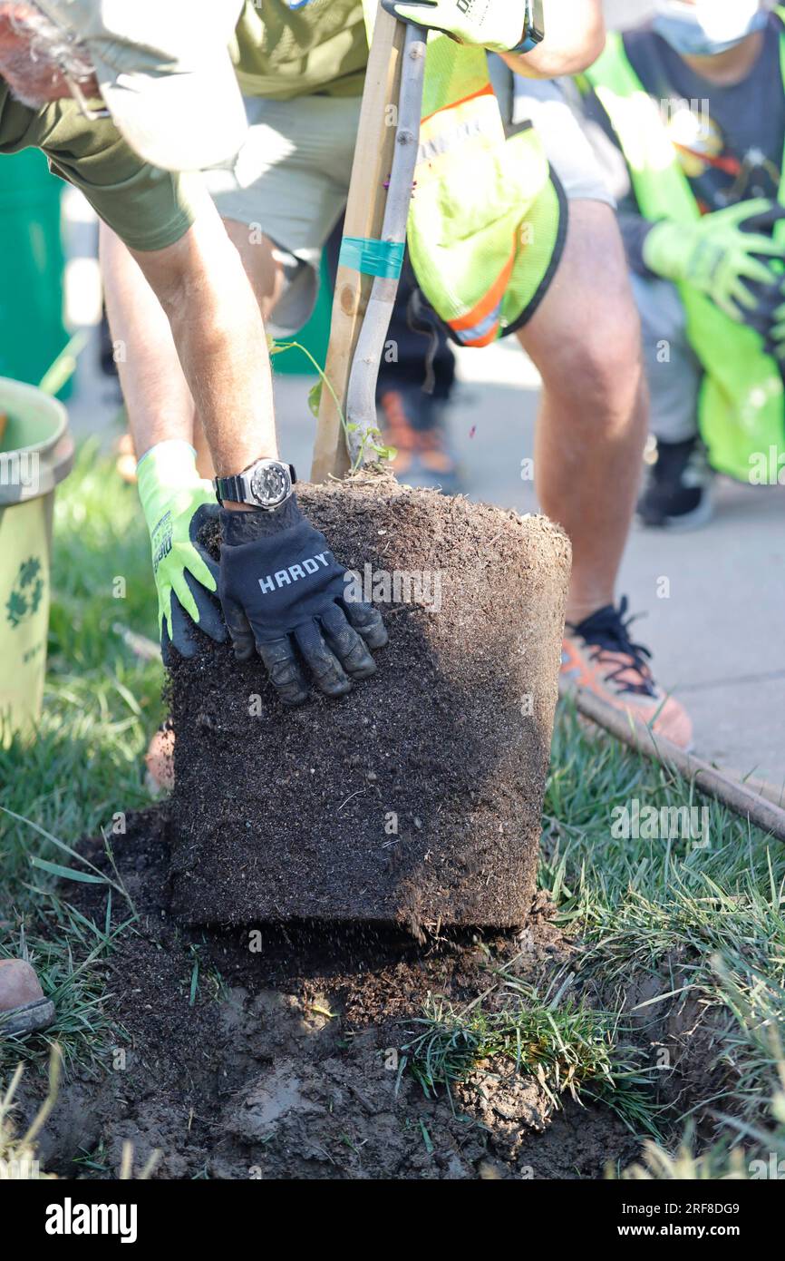 A tree planting demo at a TreePeople Calles Verdes tree planting event ...