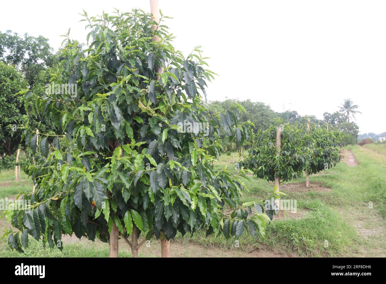 coffee tree plant on farm for harvest are cash crops Stock Photo - Alamy