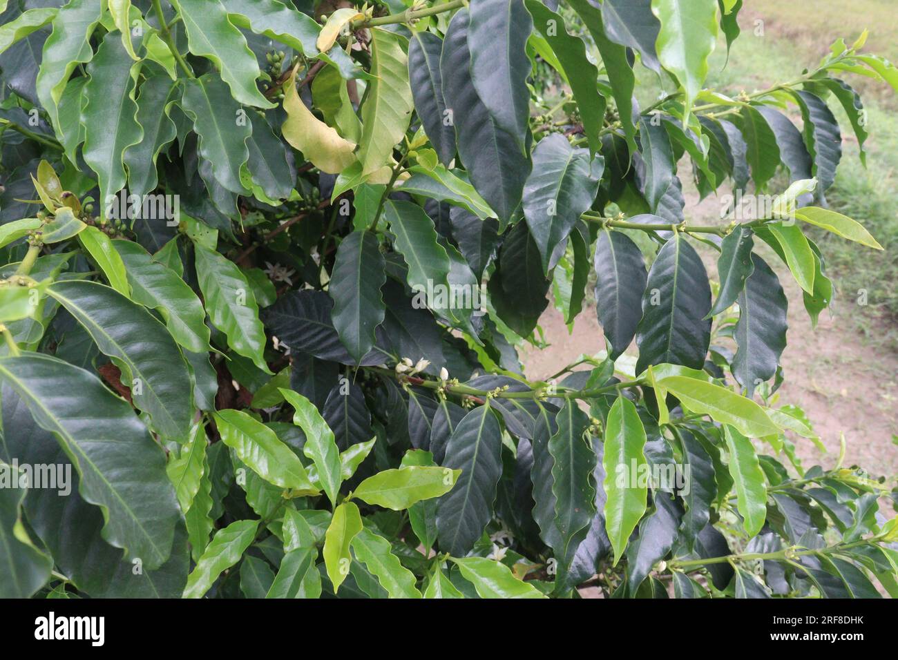 coffee tree plant on farm for harvest are cash crops Stock Photo - Alamy