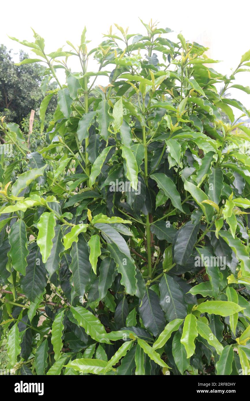 coffee tree plant on farm for harvest are cash crops Stock Photo - Alamy