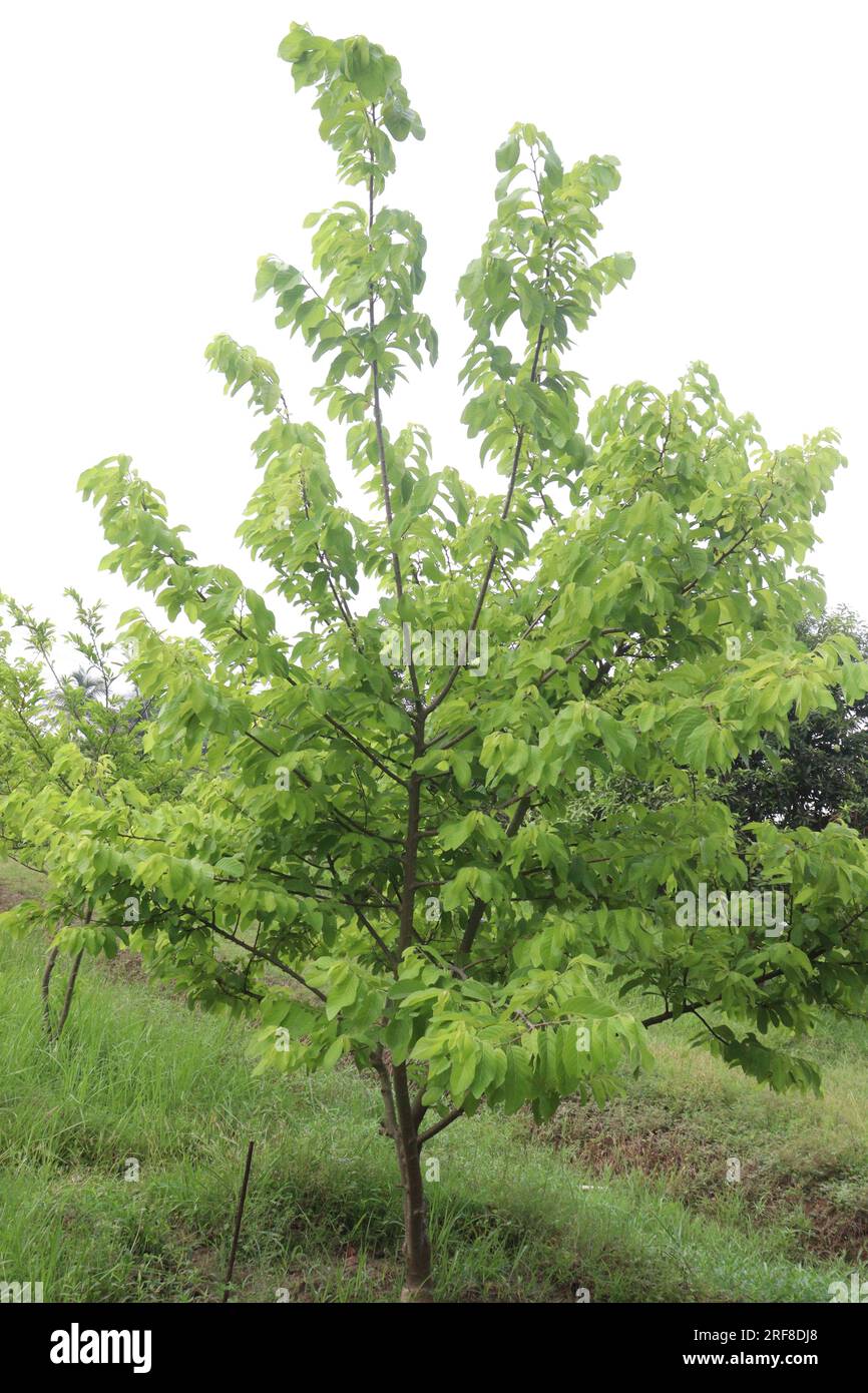 Asimina triloba tree also called Pawpaw on farm for sell is a cash ...