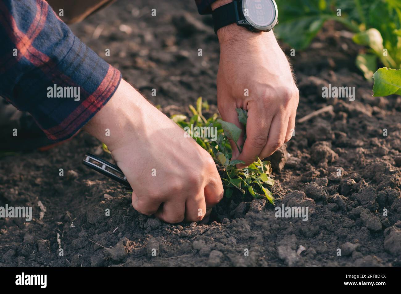 Holds beet hi-res stock photography and images - Alamy