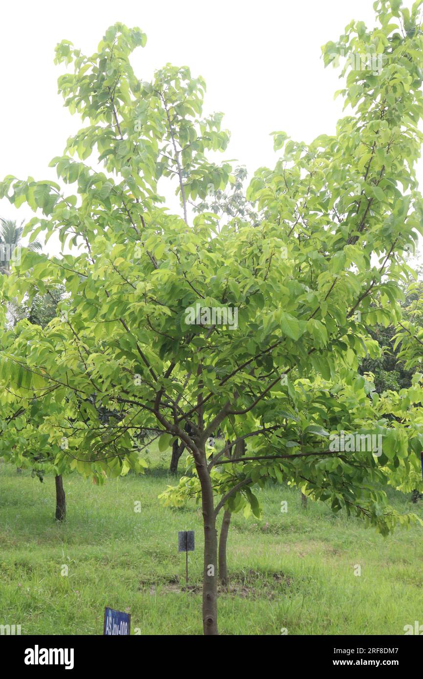 Asimina triloba tree also called Pawpaw on farm for sell is a cash ...