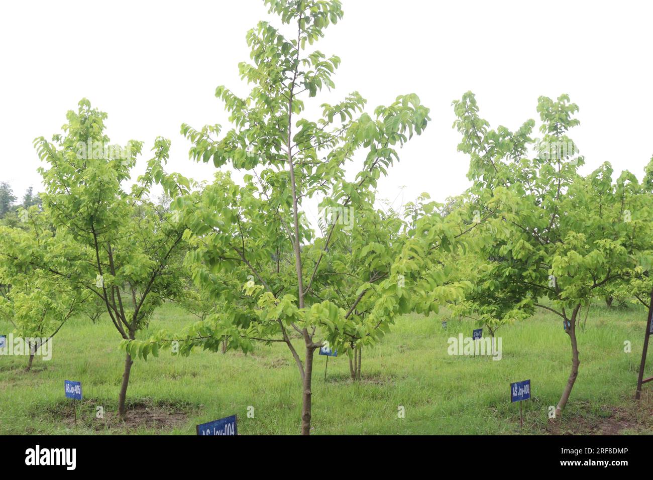 Asimina triloba tree also called Pawpaw on farm for sell is a cash ...