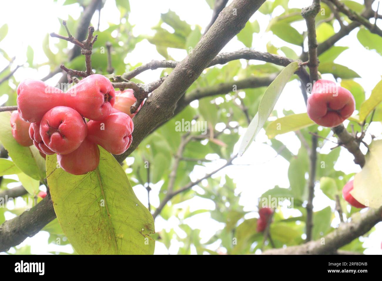 Rose Apple Fruit Tree