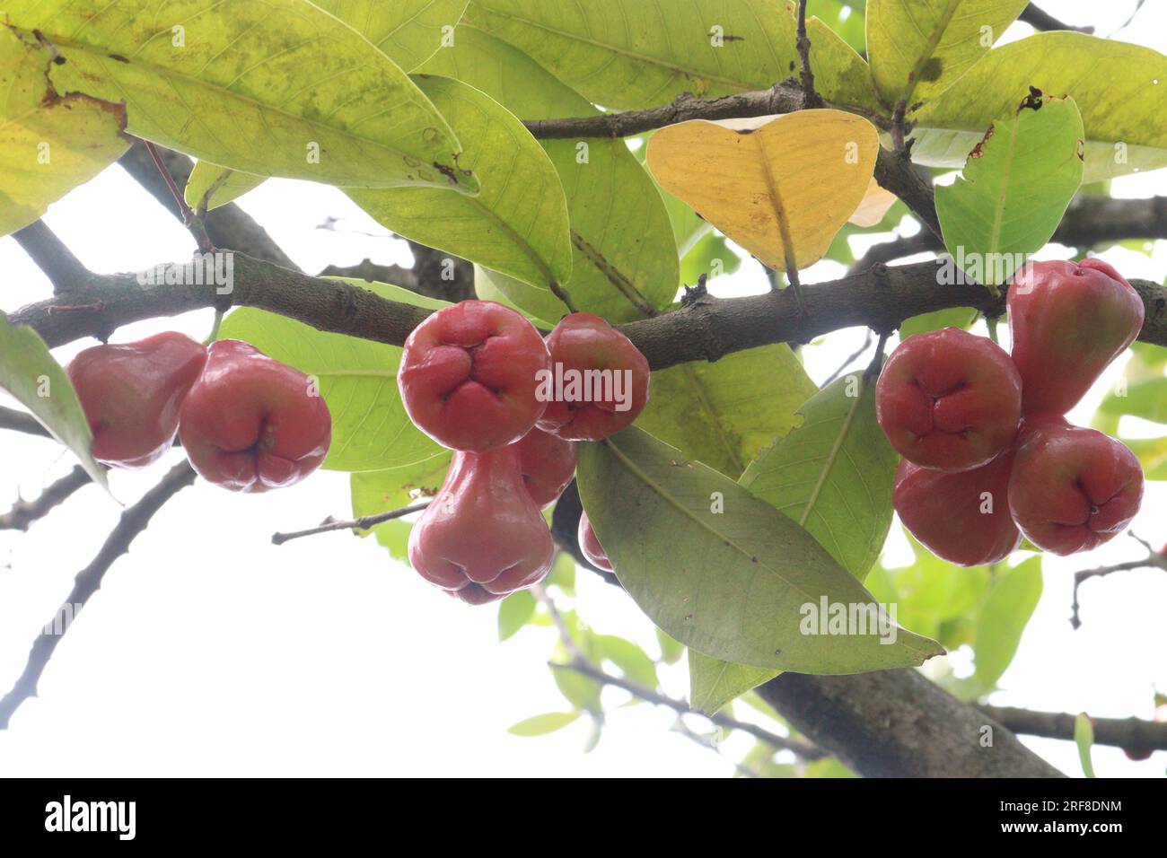 Watery rose apple on tree The is cultivated for its wood and edible ...