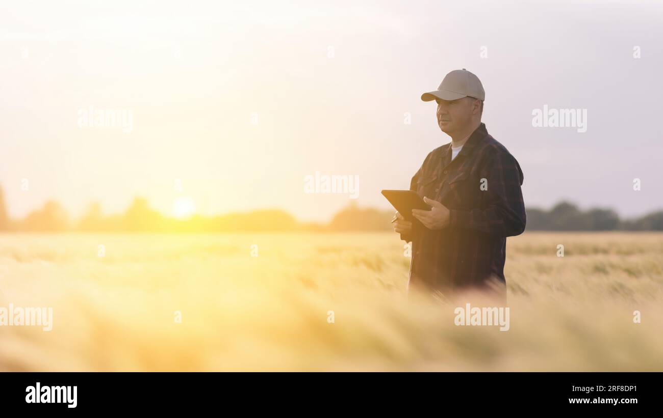 Checking the yield of grain crops at sunset. Man conducts experiments ...
