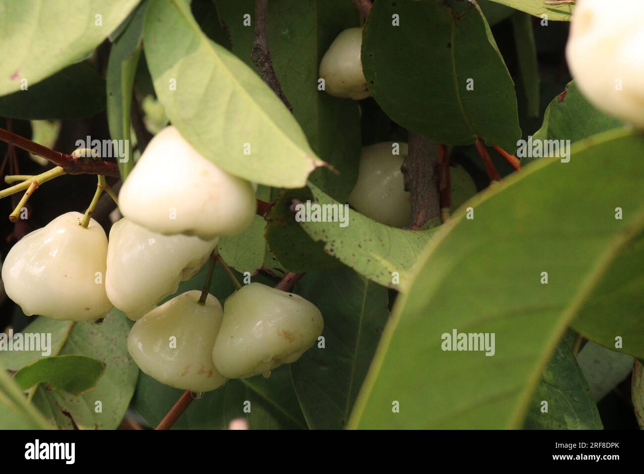 Watery rose apple on tree The is cultivated for its wood and edible ...