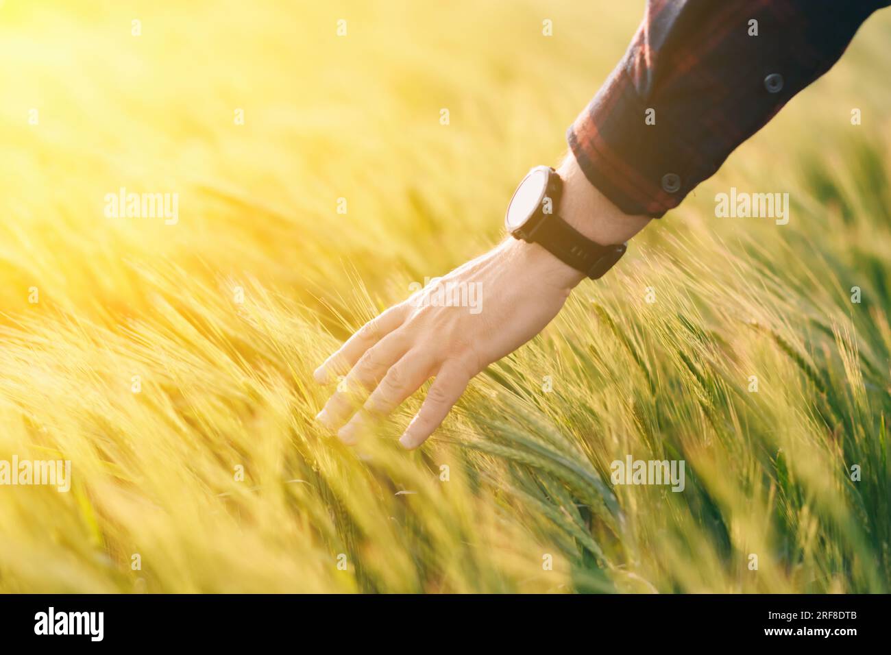Checking the yield of grain crops at sunset. Man conducts experiments ...