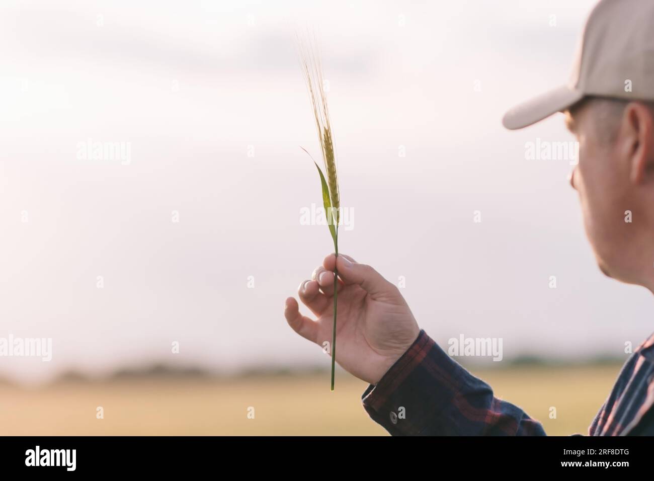 Checking the yield of grain crops at sunset. Man conducts experiments ...