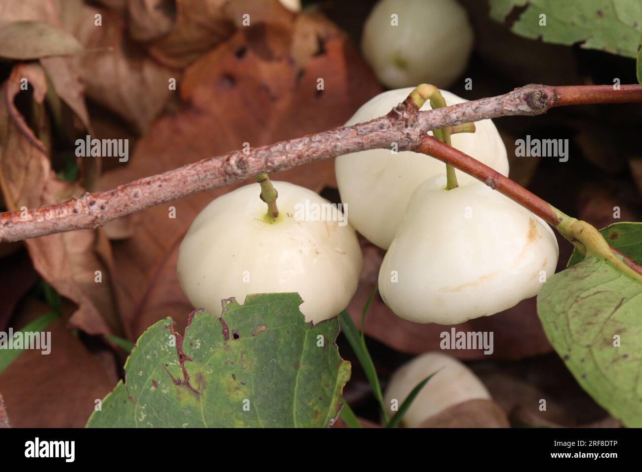 Watery rose apple on tree The is cultivated for its wood and edible ...