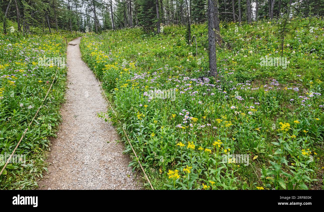 Arnica flowers in mountains hi-res stock photography and images - Alamy