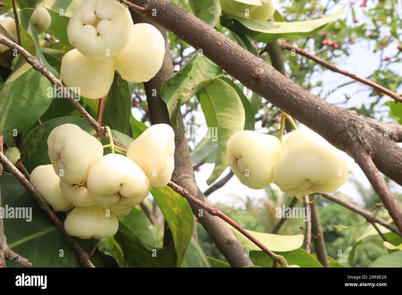 Watery rose apple on tree The is cultivated for its wood and edible ...