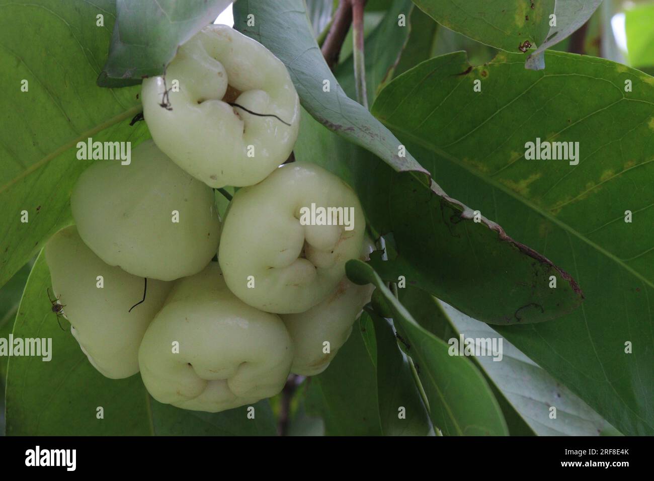 Watery rose apple on tree The is cultivated for its wood and edible ...