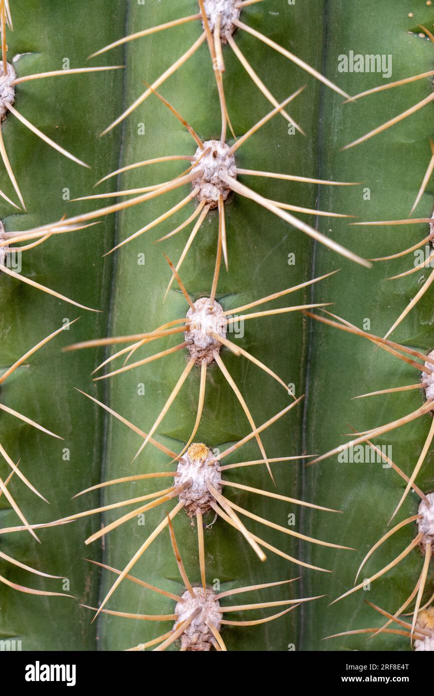 Detail of the spines of a Cardon cactus, Trichocereus terscheckii, In ...