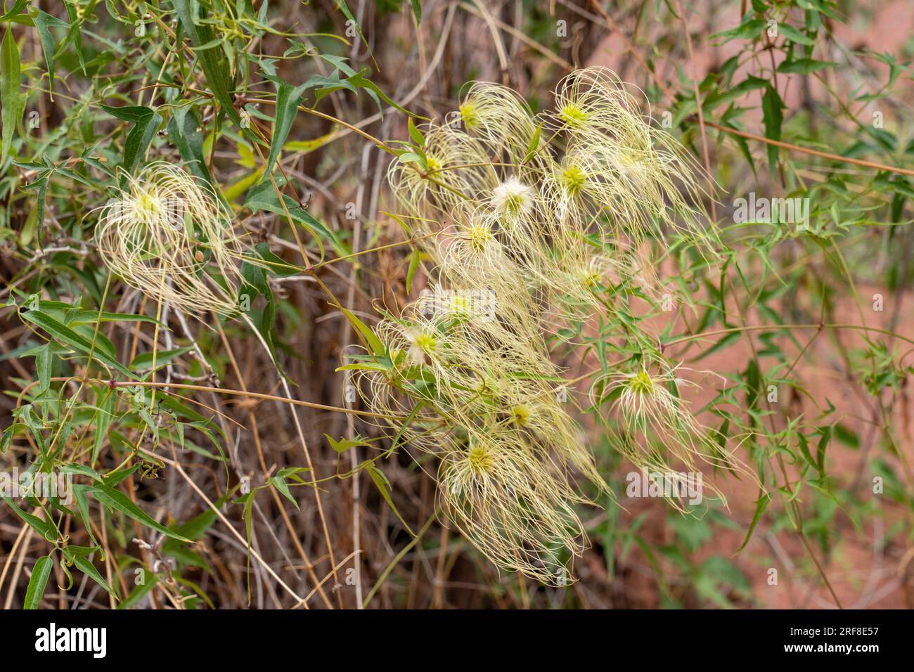 Seedheads of Goat's Beard or Barba de Chivato, Clematis montevidensis ...